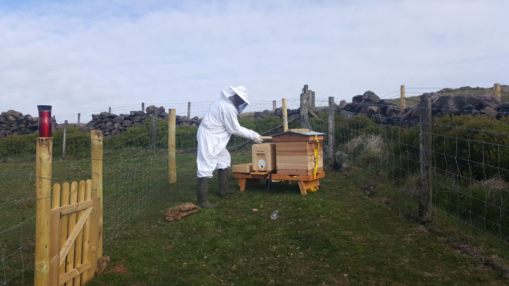 Bees, bees, bees - Axe Edge Green Farm